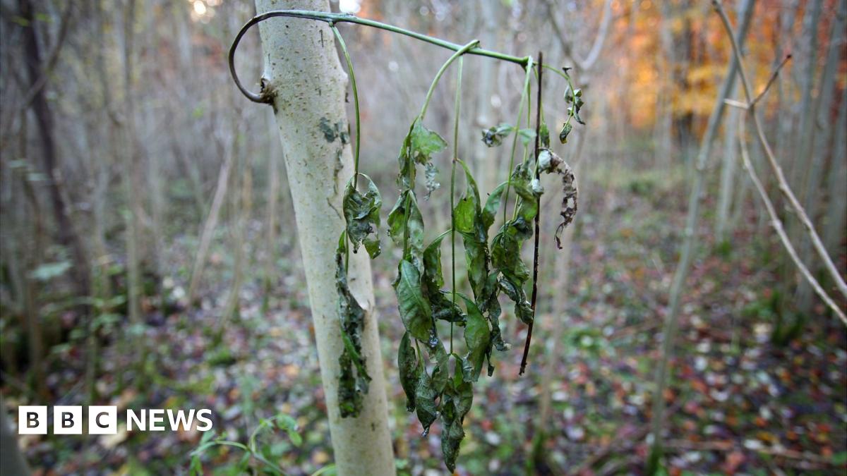 Ash disease discovered in Jersey - BBC News