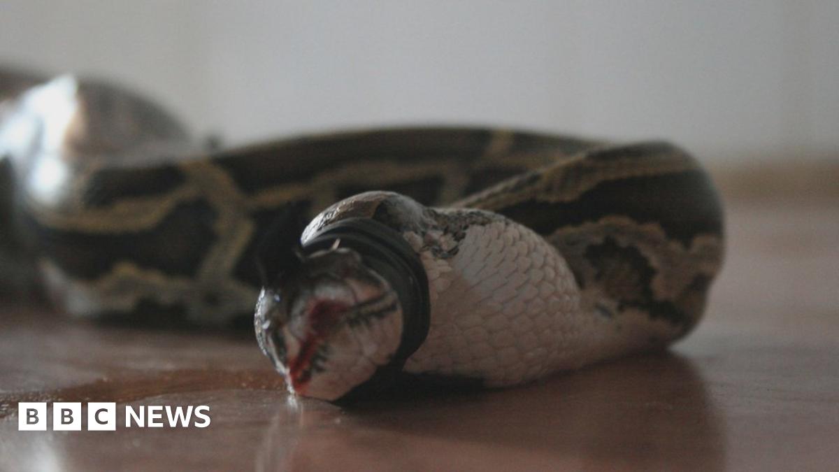 Python skin trade worth a billion - and often illegal - BBC News