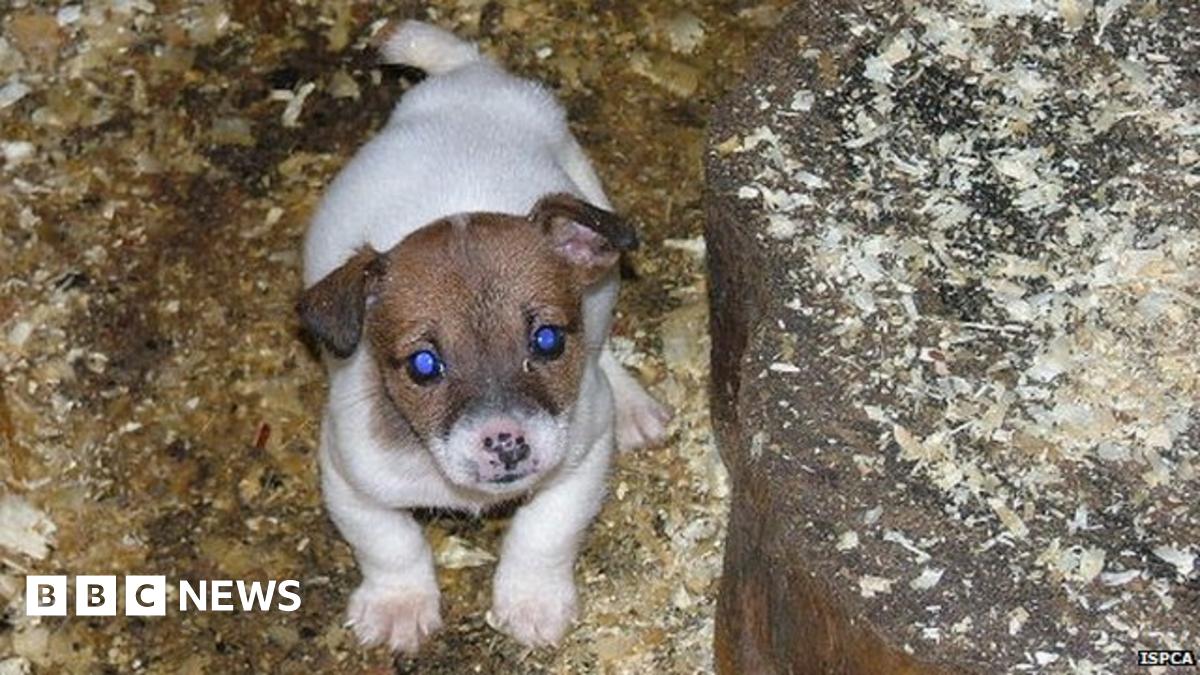 Dogs trafficked in 'large numbers', say animal charities - BBC News