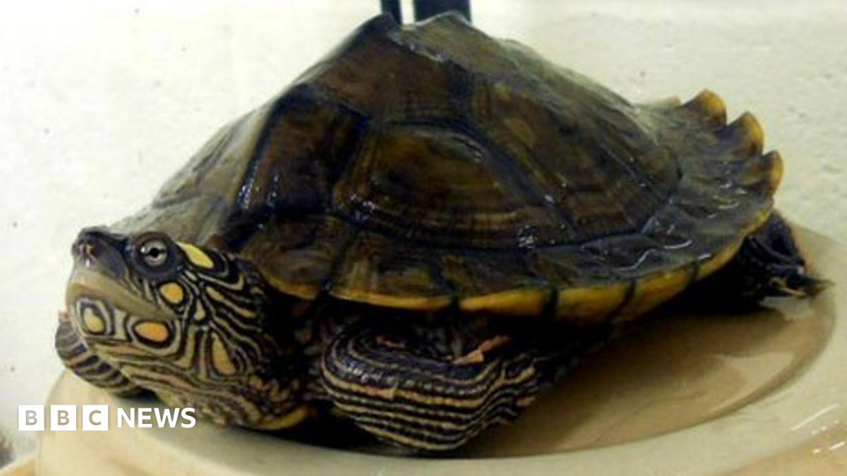 Trapped terrapin rescued from ice by schoolboy in Aberdeen - BBC News