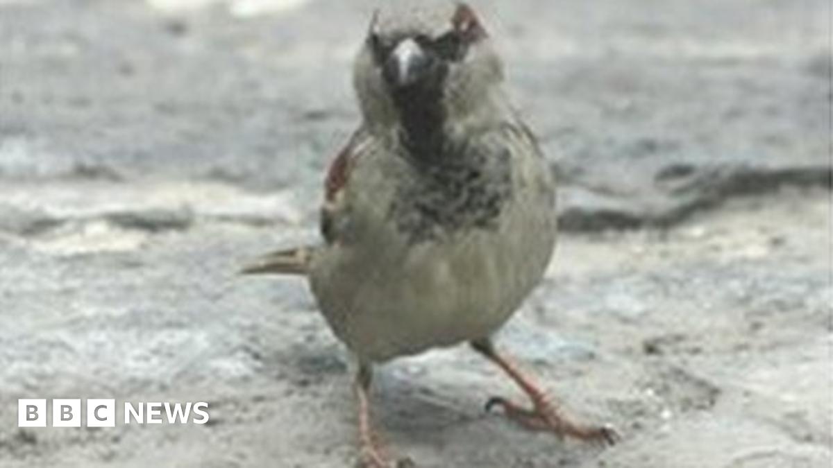 Birds use cigarette butts to line nests, St Andrews University study ...