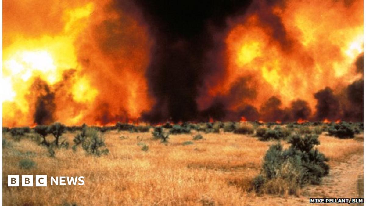 Wildfires fanned by invasive grass species - BBC News