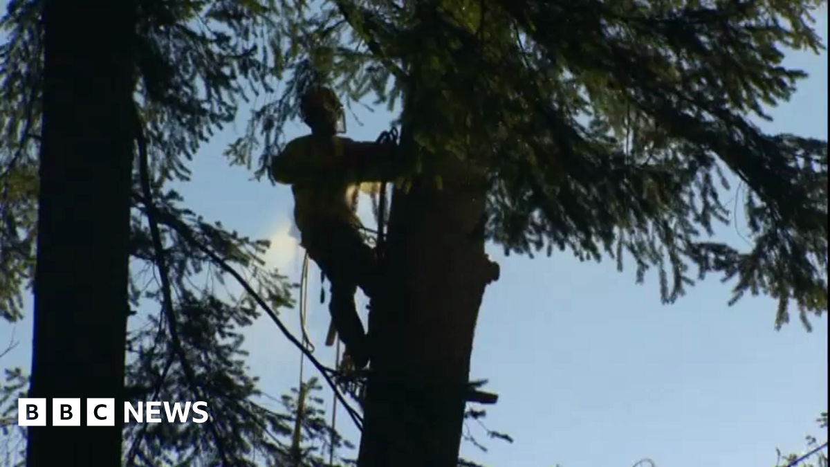Coed y Brenin forest 'king' tree felled after rot found - BBC News