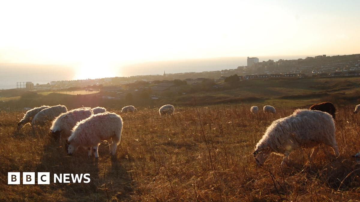 Urban shepherds keep watch over city flock at Christmas - BBC News