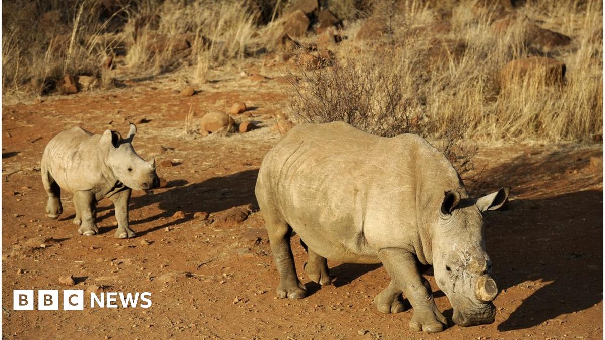 Rhino poaching: South Africa and Vietnam sign deal - BBC News