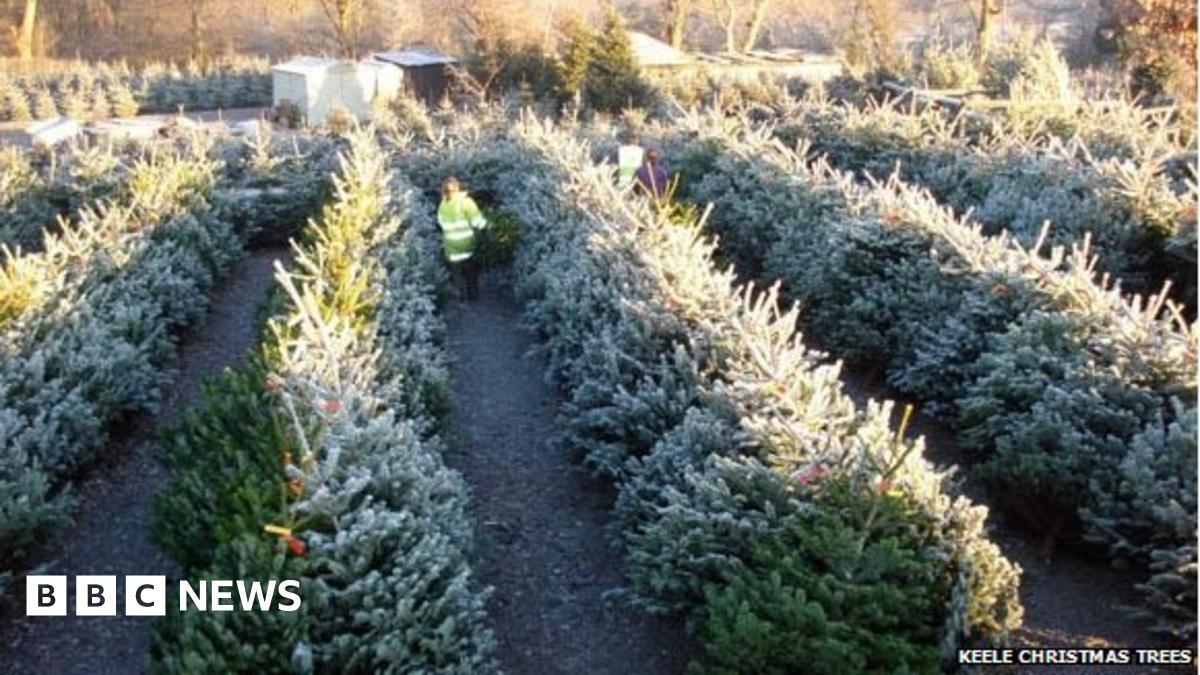 Keele farm has Fraser fir Christmas trees worth £600 stolen - BBC News