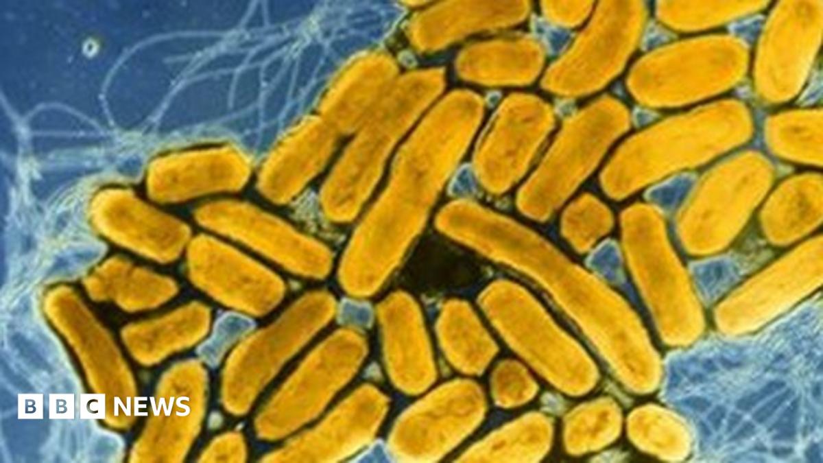 Salmonella bacteria 'changes the gut' Edinburgh scientists discover ...