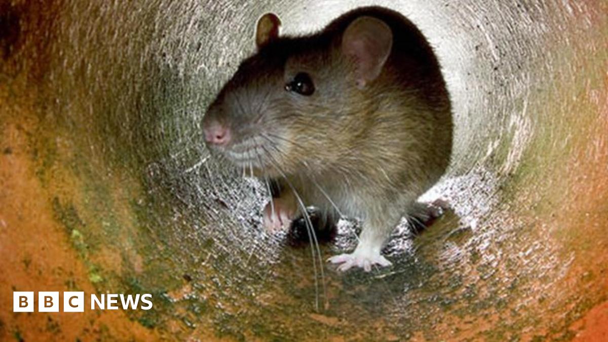 Are you never more than 6ft away from a rat? - BBC News
