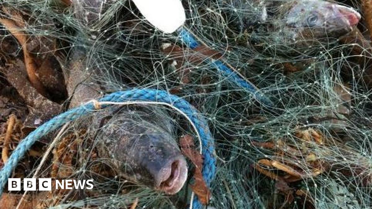 'Poachers' plunder Bigbury fish nursery - BBC News