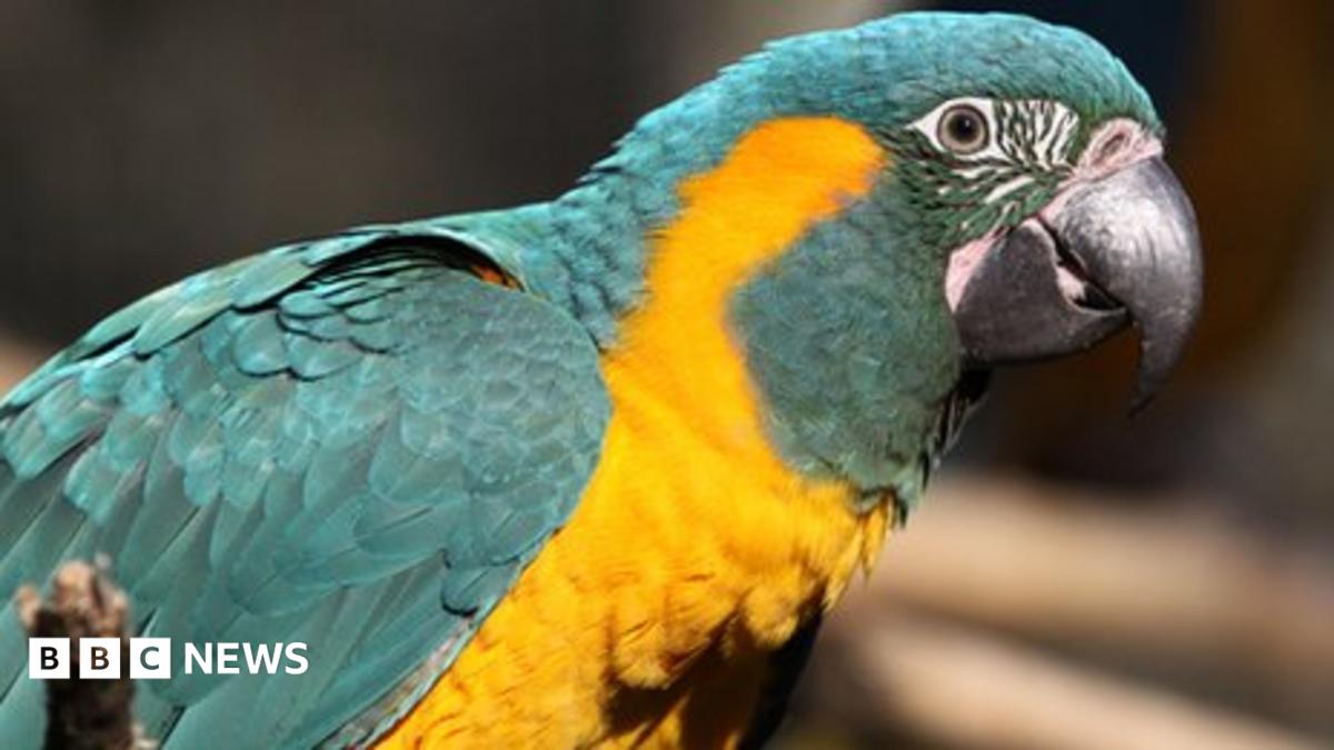 Race starts in west Cornwall to save rare wild macaws - BBC News