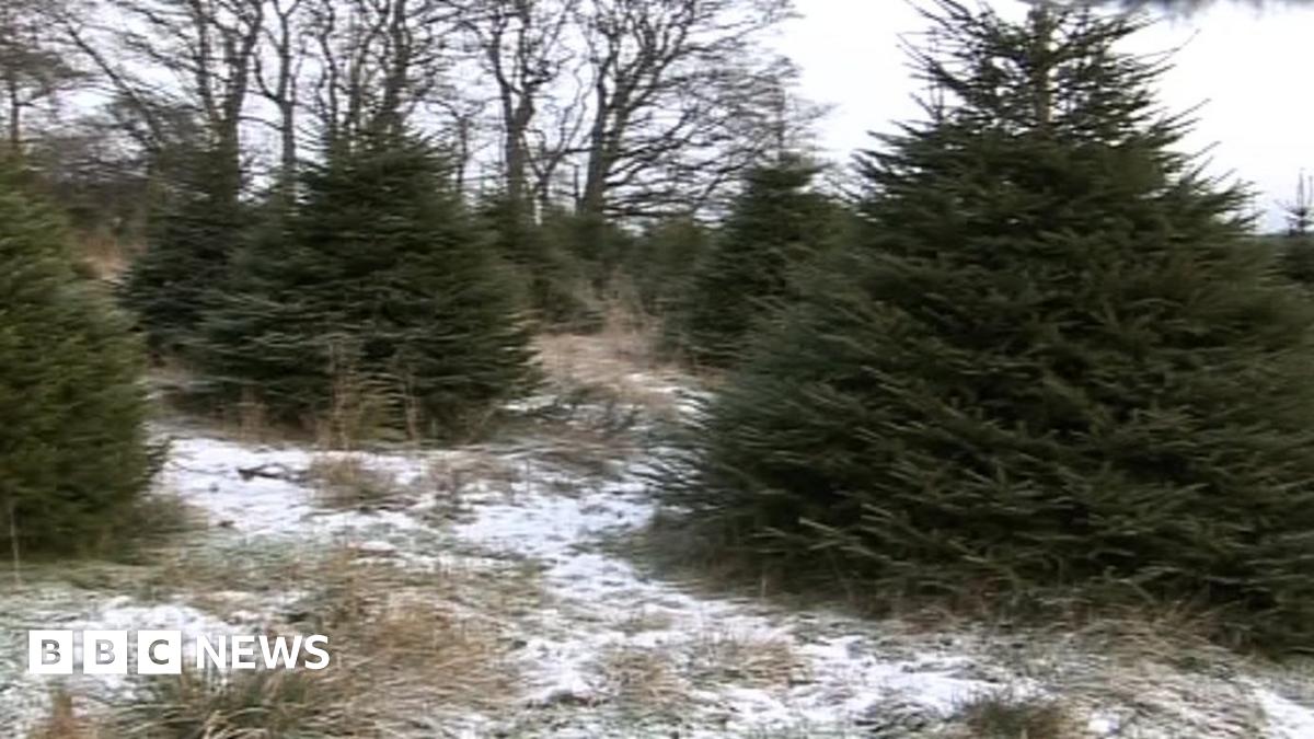 CCTV cameras protecting Christmas trees are stolen - BBC News