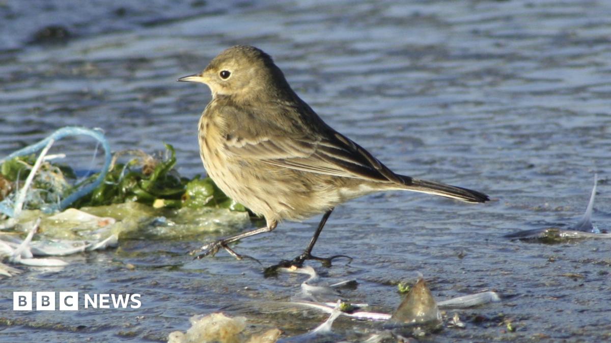 American Buff-Bellied Pipit spotted at Queen Mother Reservoir - BBC News