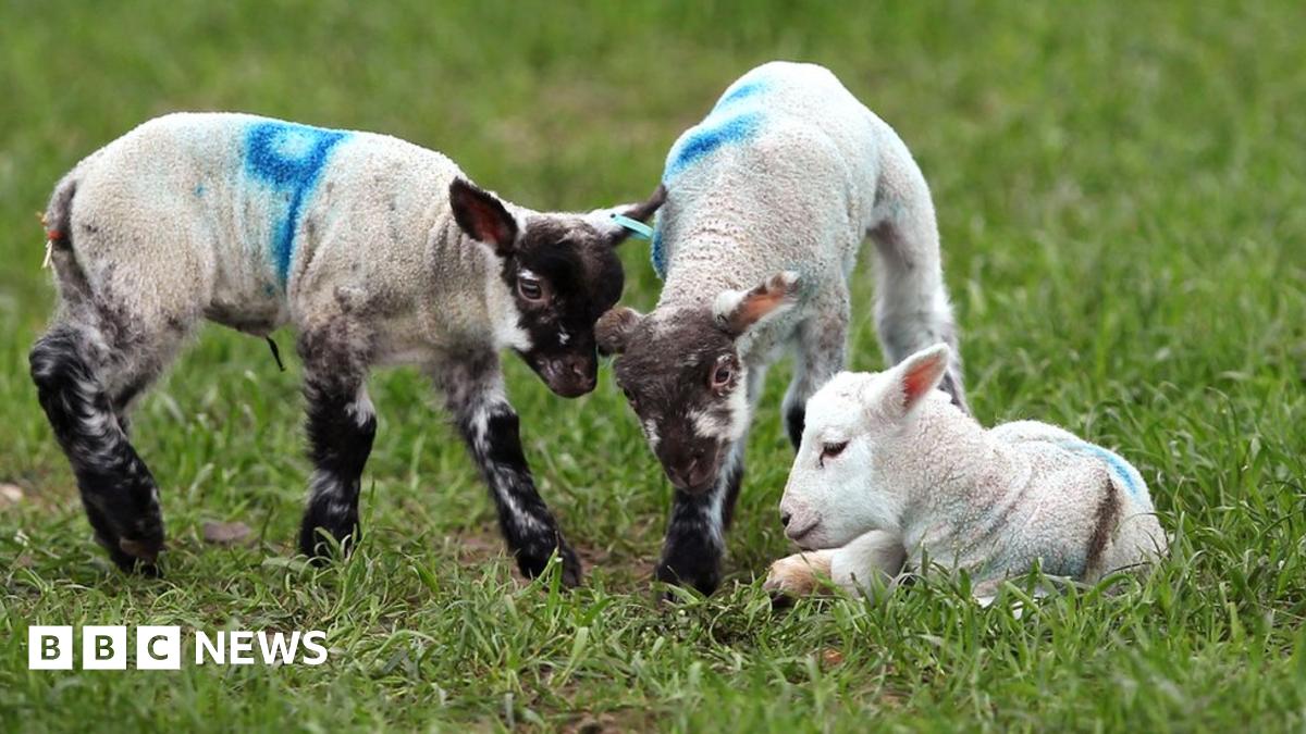 Schmallenberg: Rapid spread of livestock virus - BBC News