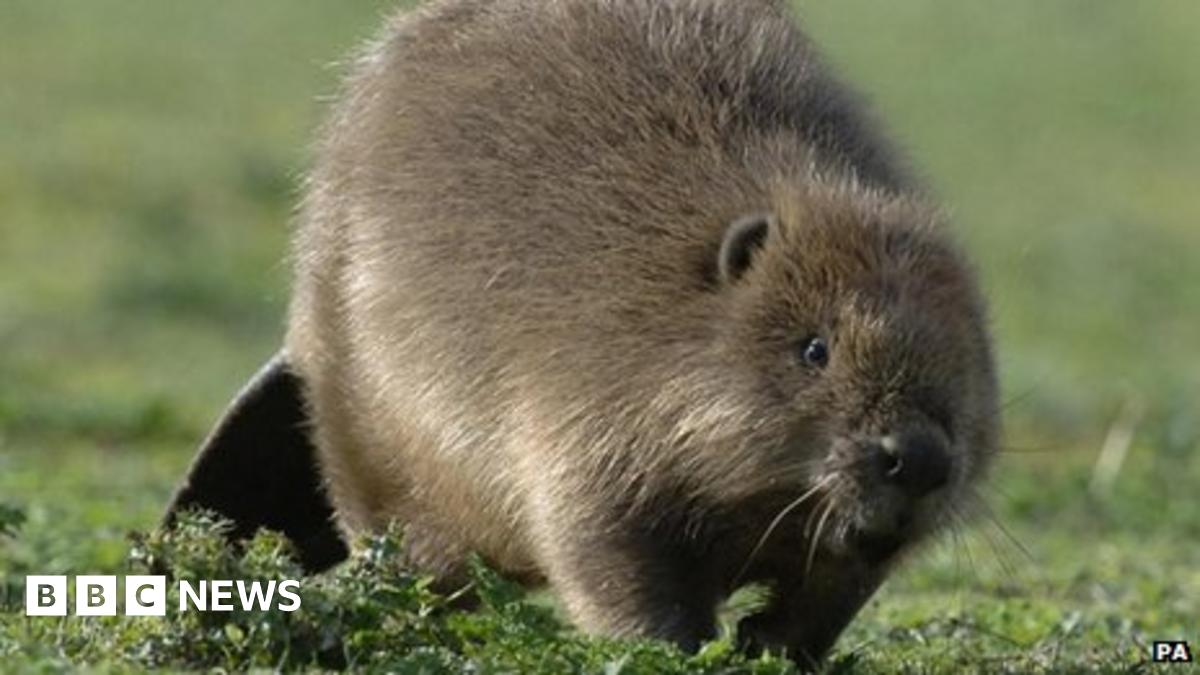 Tayside is home to about 150 beavers, report says - BBC News