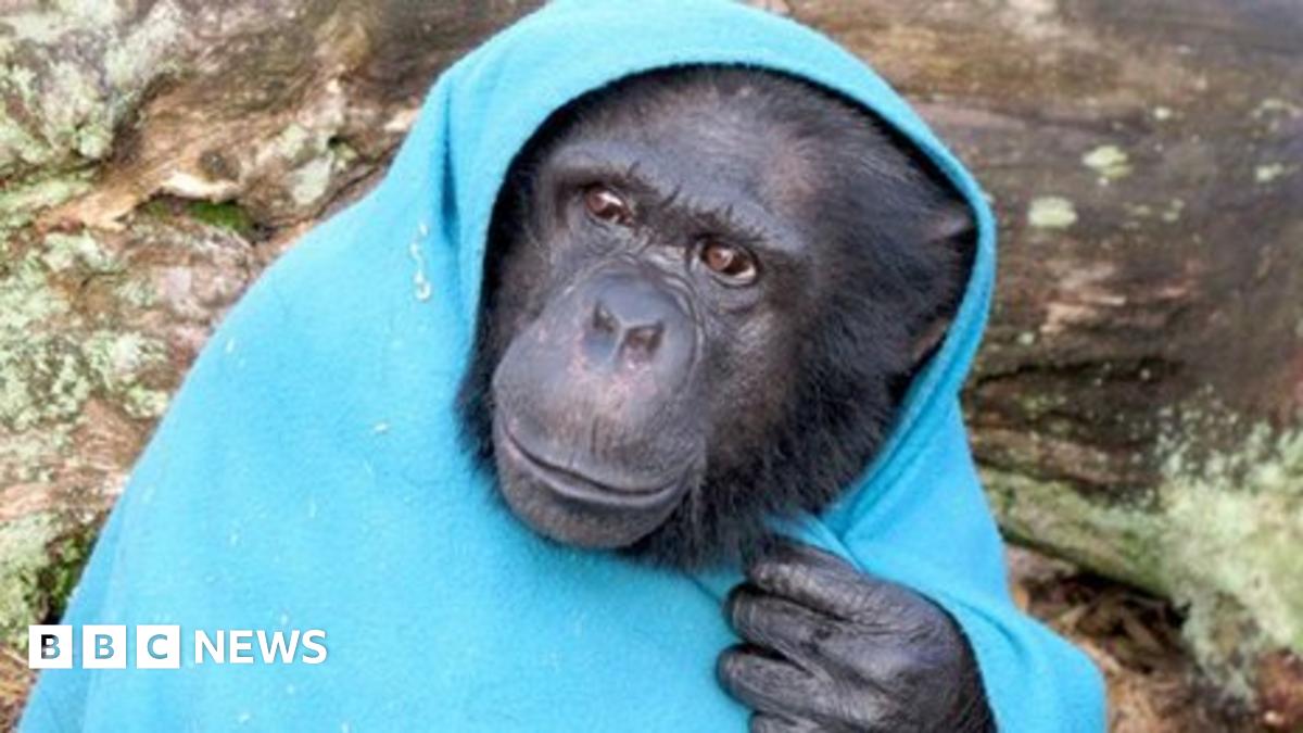 Wales Ape and Monkey Sanctuary: Pair give refuge to unwanted primates ...
