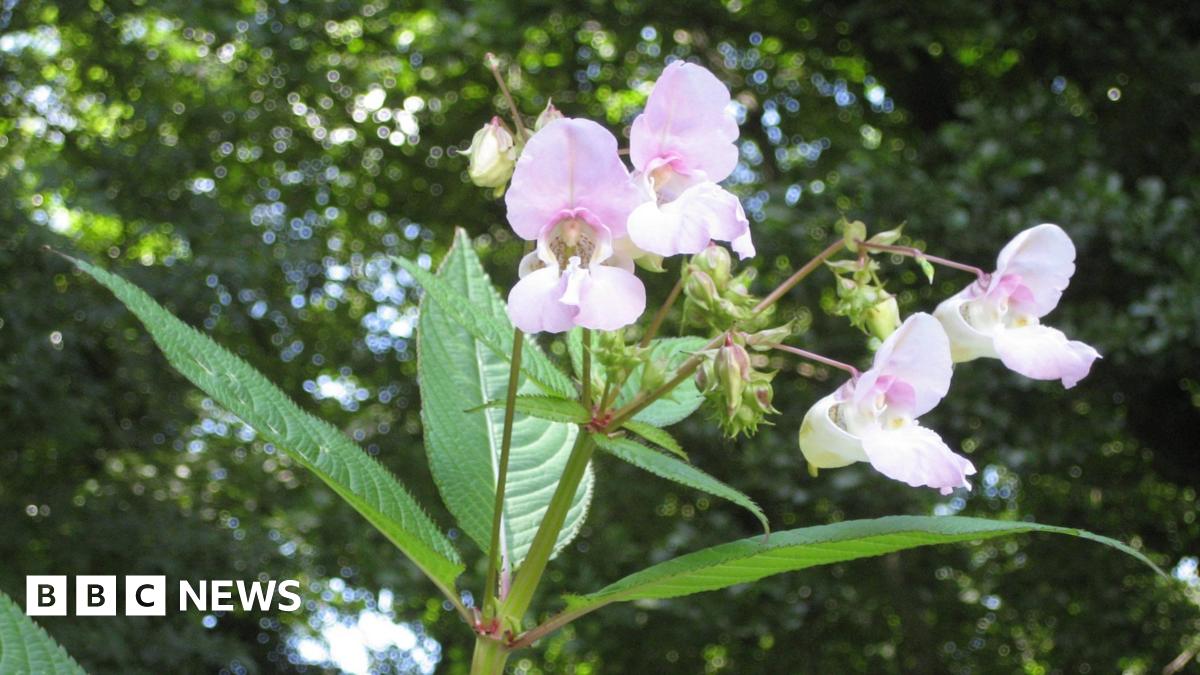 Wildlife Trust success in cutting Himalayan Balsam by River Alyn - BBC News