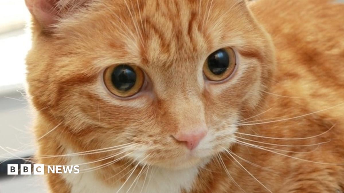 Ginge the cat operated on by PDSA after eating tinsel - BBC News
