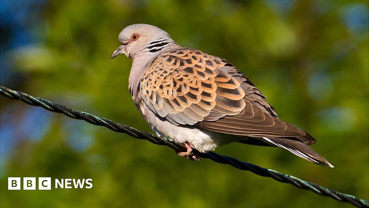 Turtle dove numbers fall in East Anglia - BBC News