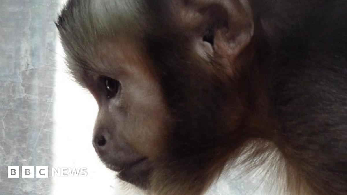 Looe Monkey Sanctuary calls for help after flood damage - BBC News