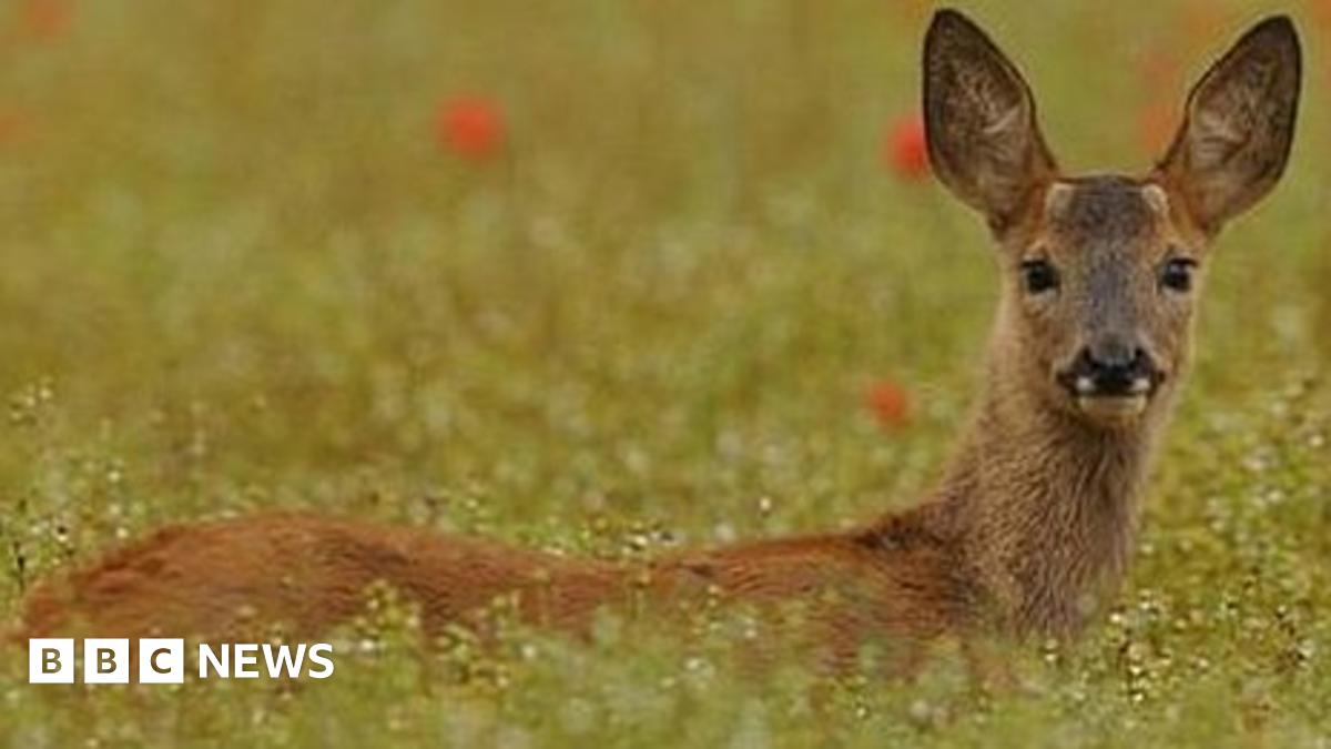 Roe deer numbers 'changing woodland ecosystems' - BBC News