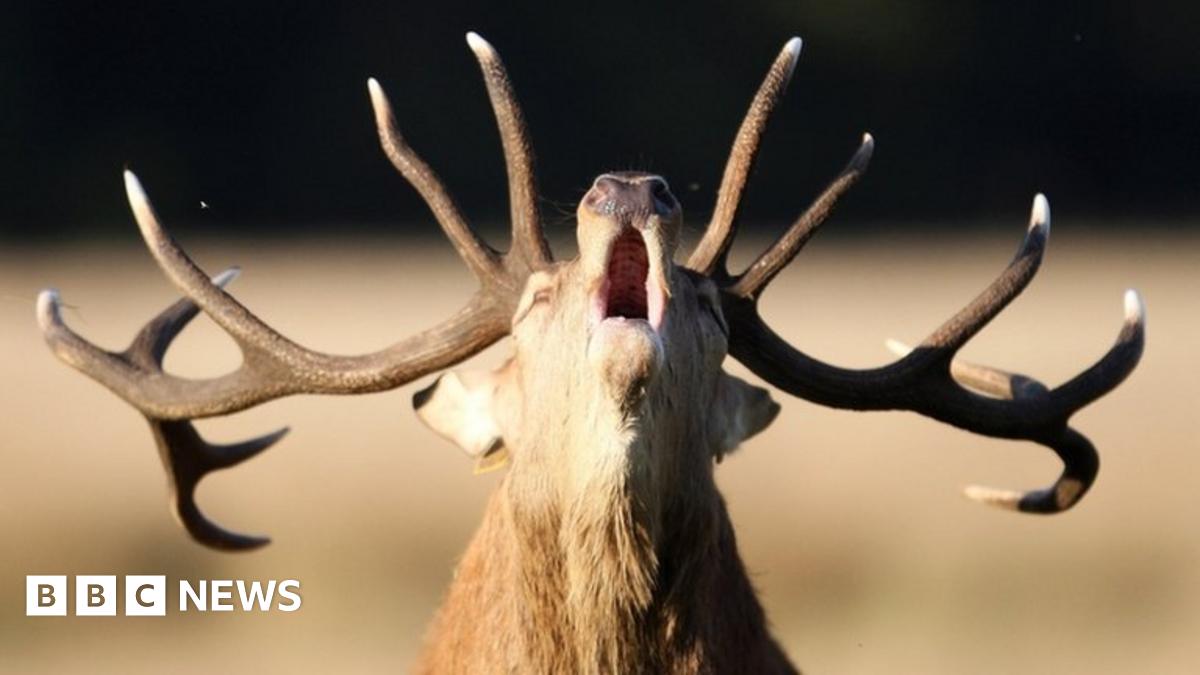Concern over culling of red deer - BBC News