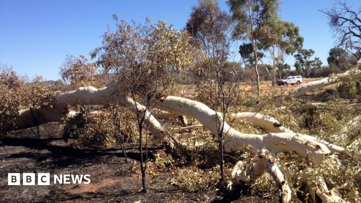 Australia ghost gum trees in Alice Springs 'arson attack' - BBC News