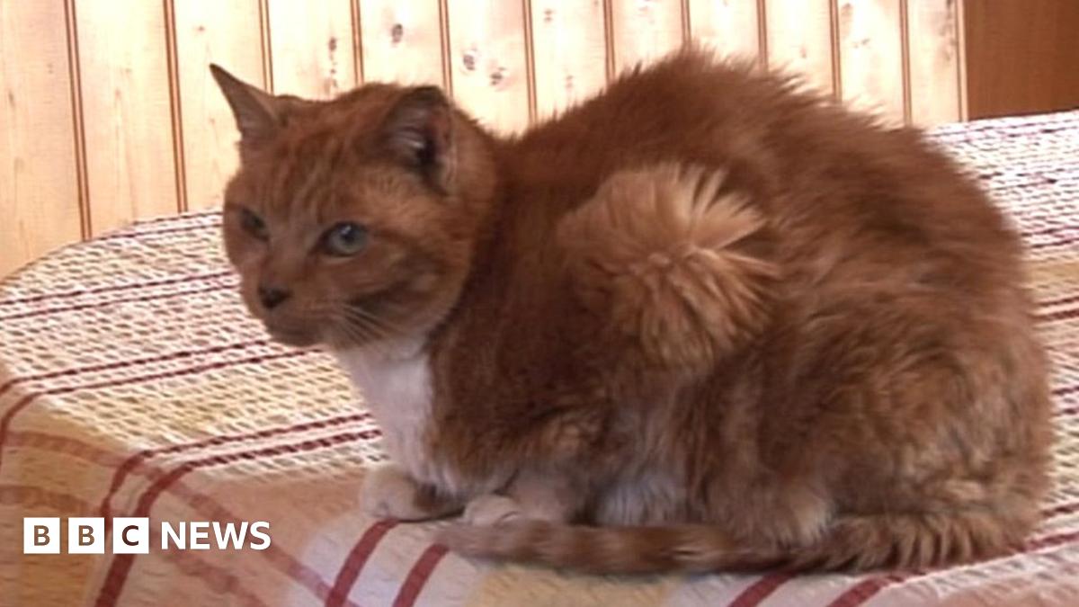 Owner claims cat, 25, is UK's oldest - BBC News