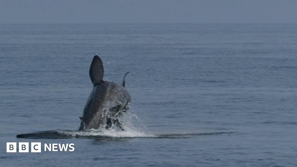 Scottish basking shark tagging project to be extended - BBC News