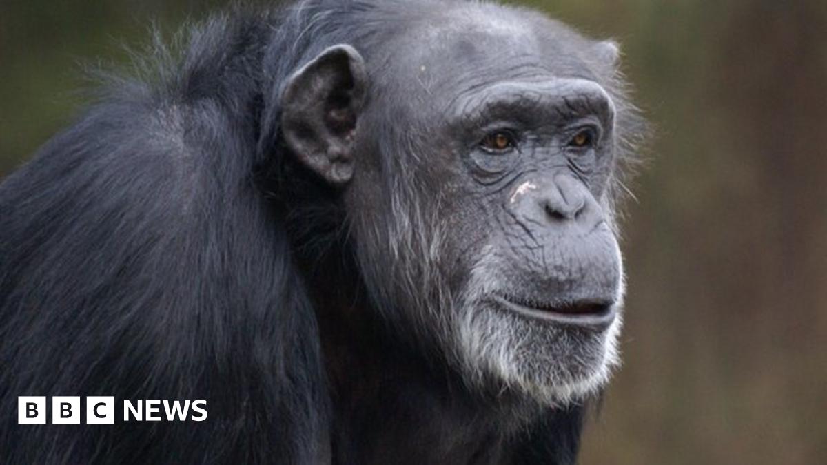 Sharing: Chimp study reveals origins of human fair play - BBC News