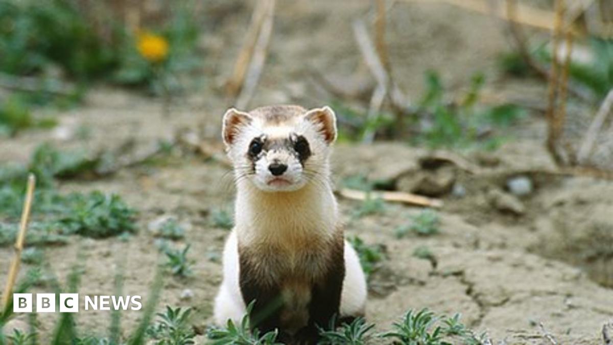 Owners appeal to Obama over California ferret ban - BBC News