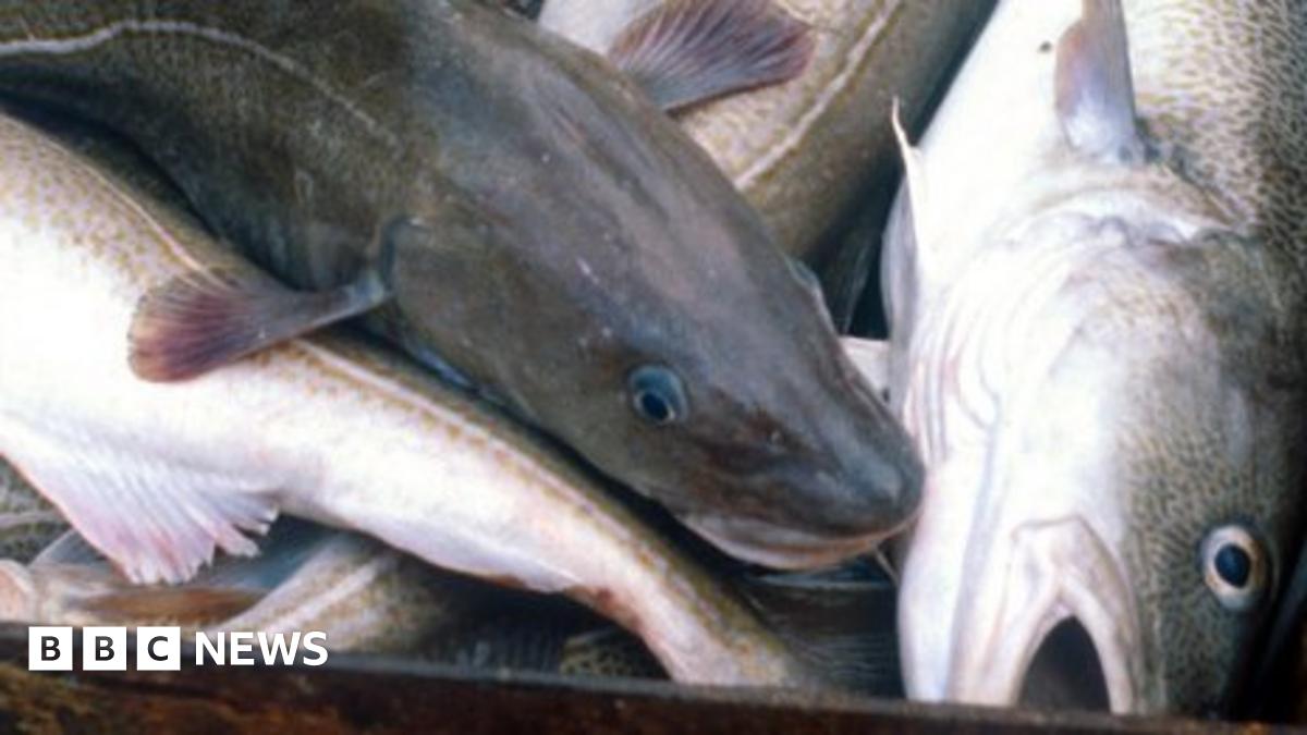 North Sea cod stocks 'on road to sustainability' - BBC News