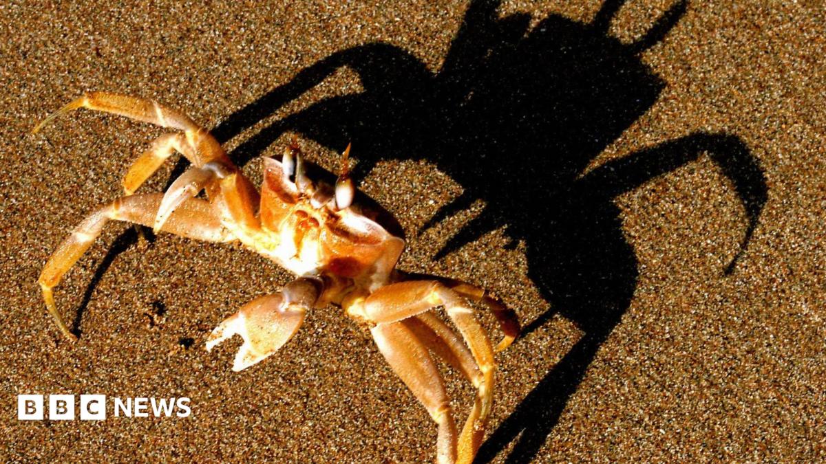 Further evidence crabs and other crustaceans feel pain - BBC News