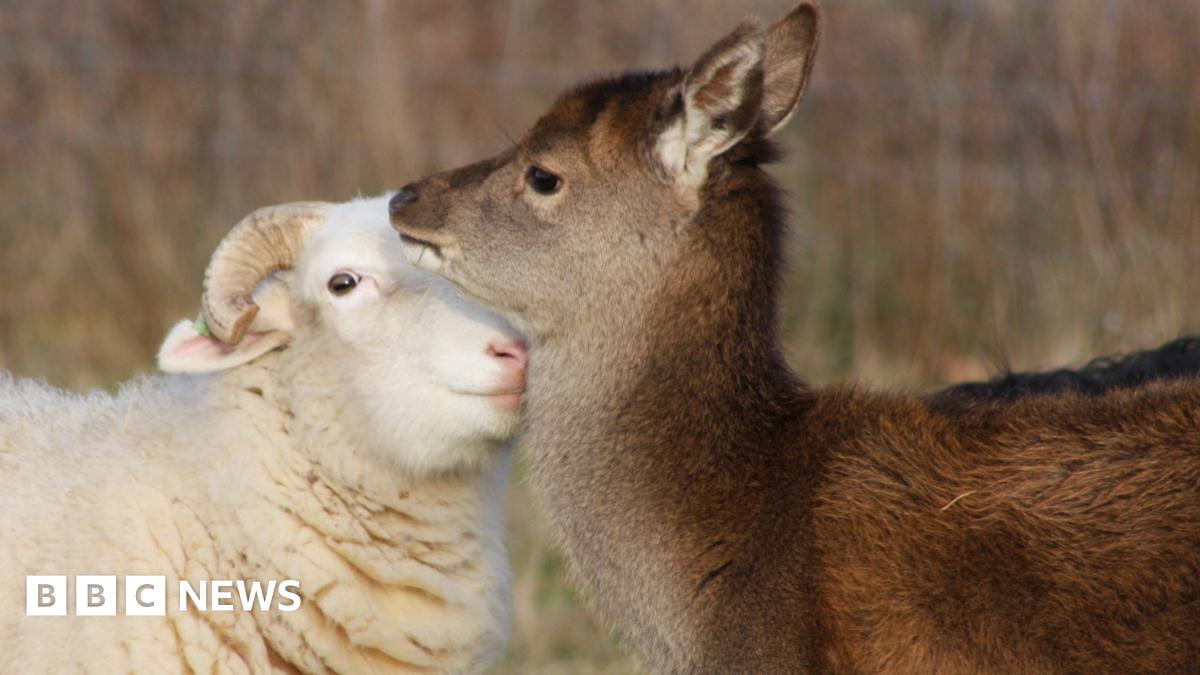 Deer joins Suffolk sheep in Dunwich and Orford Ness - BBC News