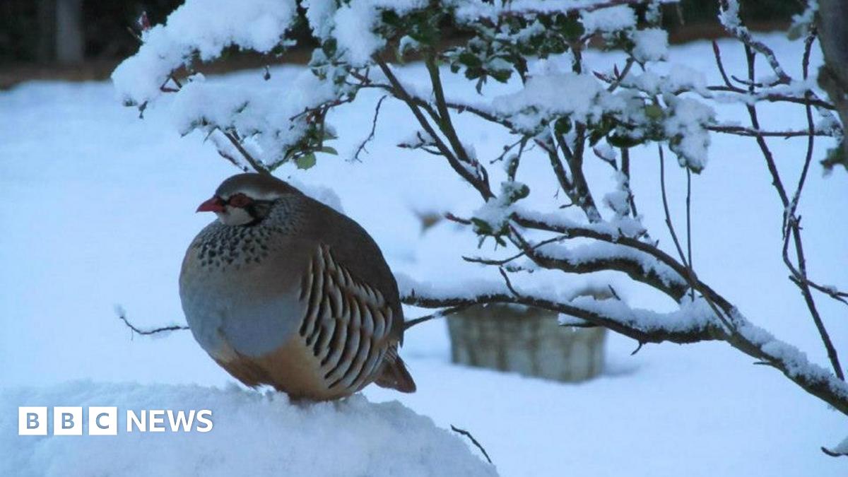 Norfolk snow: Schools shut because of weather - BBC News