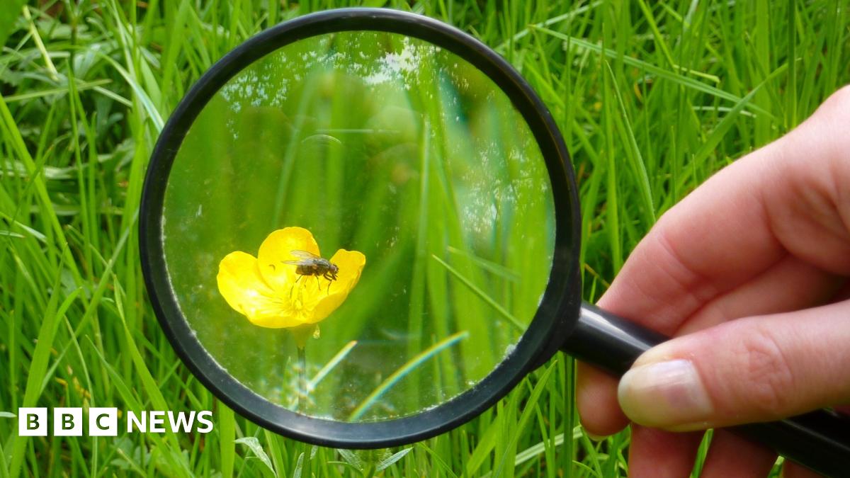 Opal citizen science project expands across the UK - BBC News