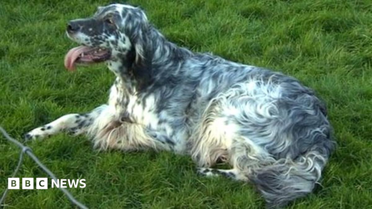 British native dog breeds stage comeback - BBC News