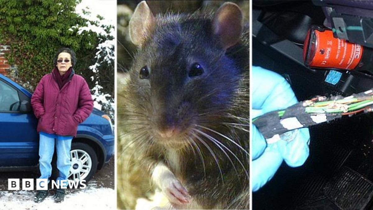 Rats 'eat' part of Suffolk woman's car - BBC News