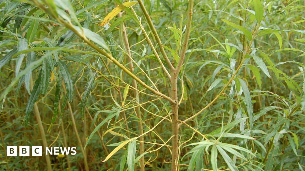 Sugar-rich willow can boost biofuels' green credentials - BBC News