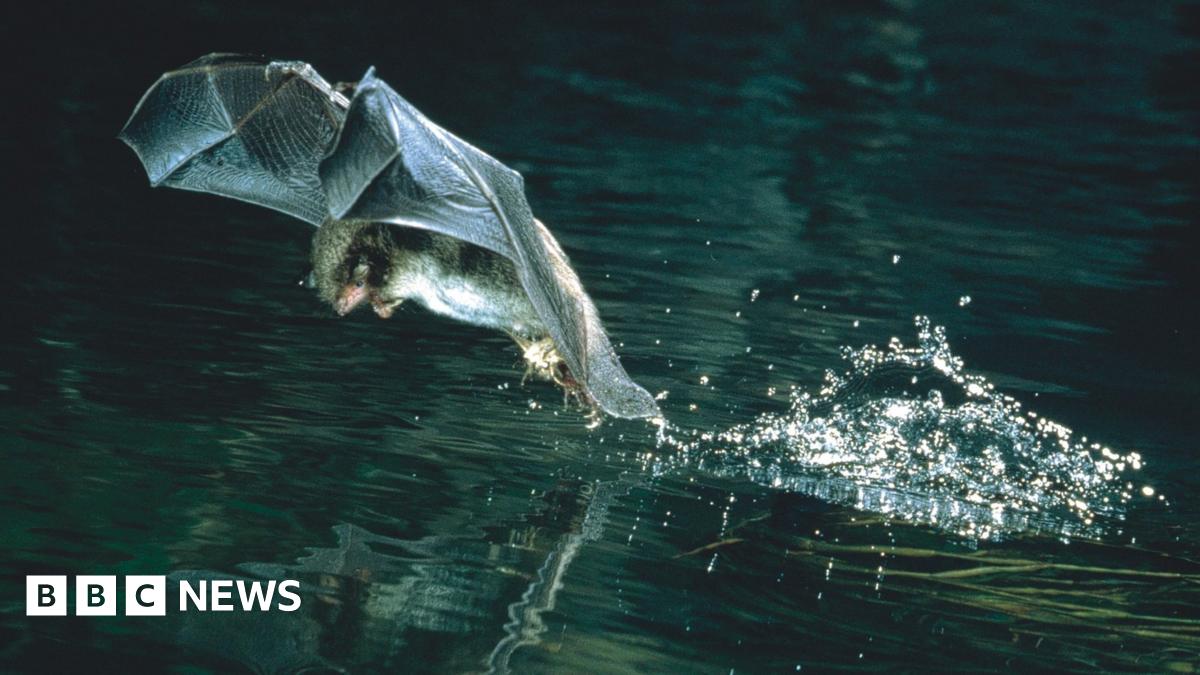 Yorkshire bat colonies 'cohabit all year' - BBC News