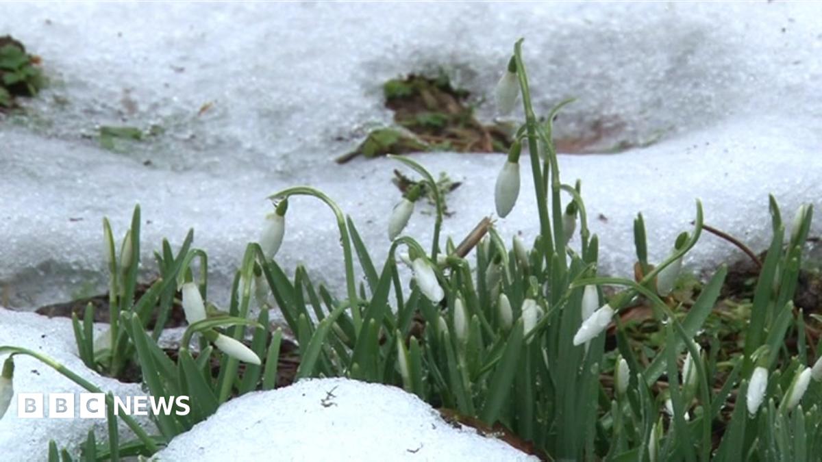 Snowdrop Valley on Exmoor opens to public after delay - BBC News
