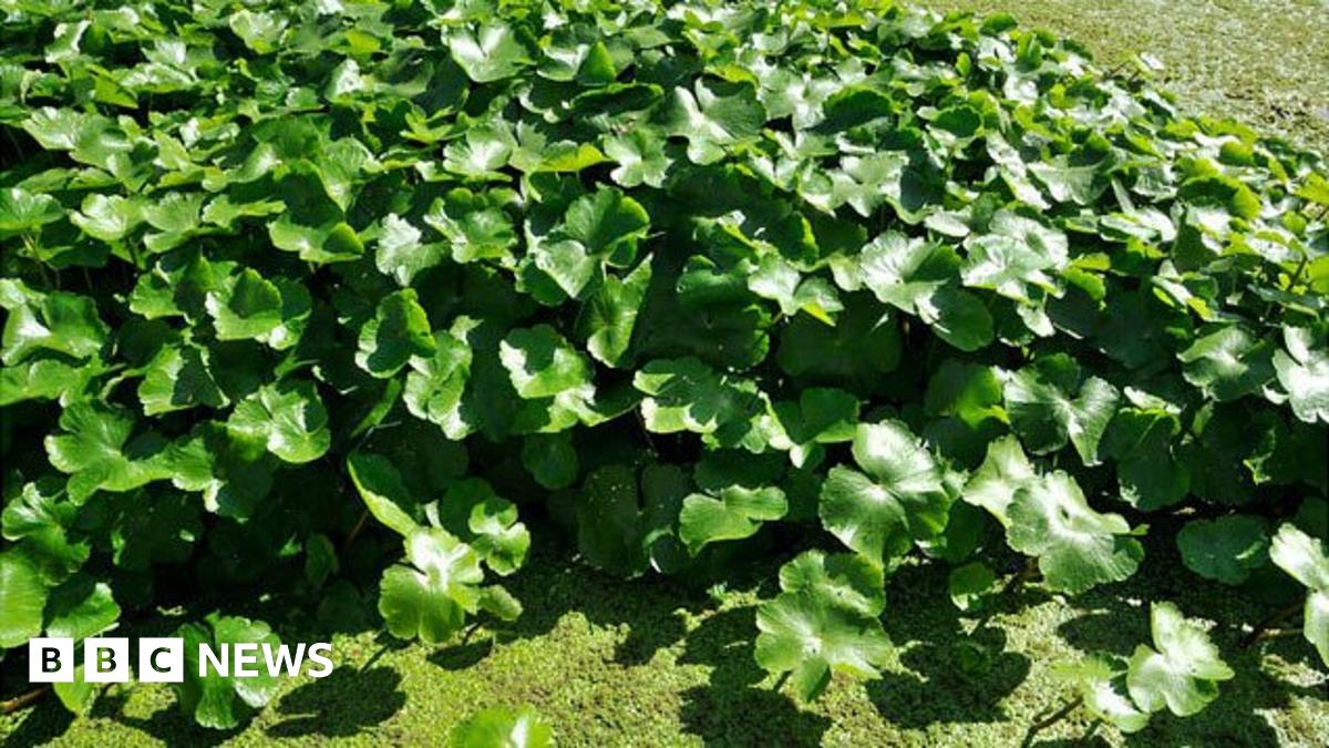 UK bans sale of five invasive non-native aquatic plants - BBC News