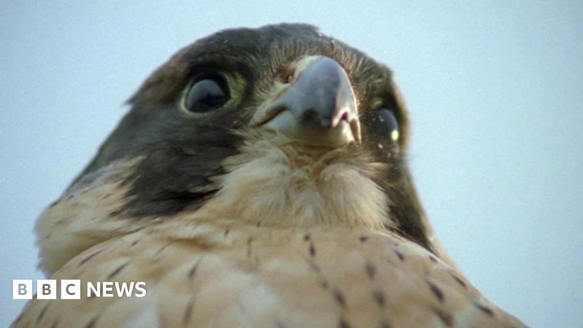 Peregrine falcons get Hampshire police nesting box - BBC News