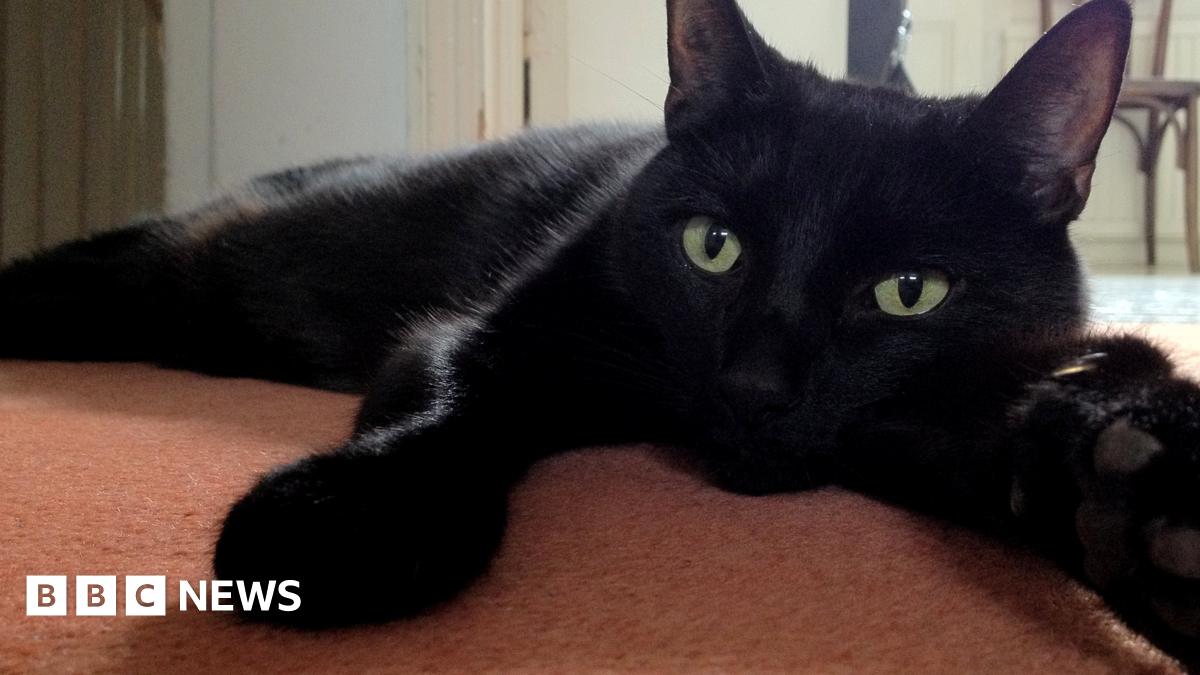 Cats killing billions of animals in the US - BBC News