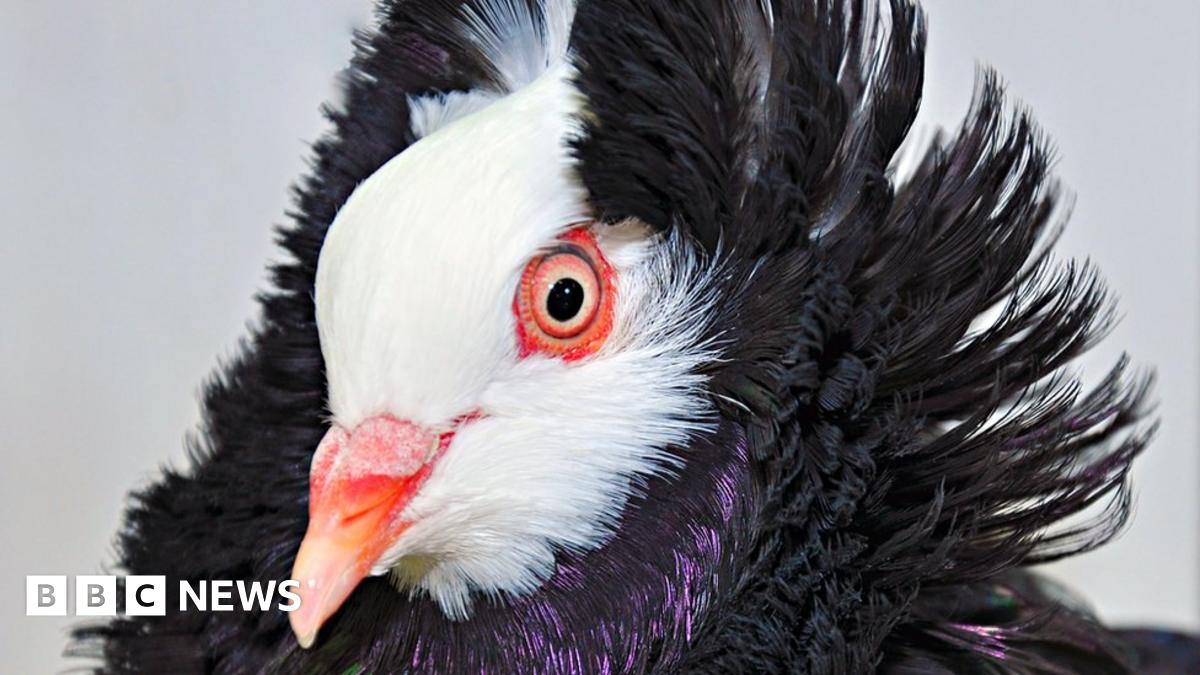 Pigeon DNA gives up fancy secrets - BBC News