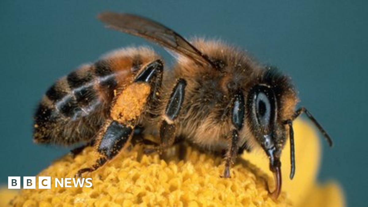 Neonicotinoid pesticides 'damage brains of bees' - BBC News
