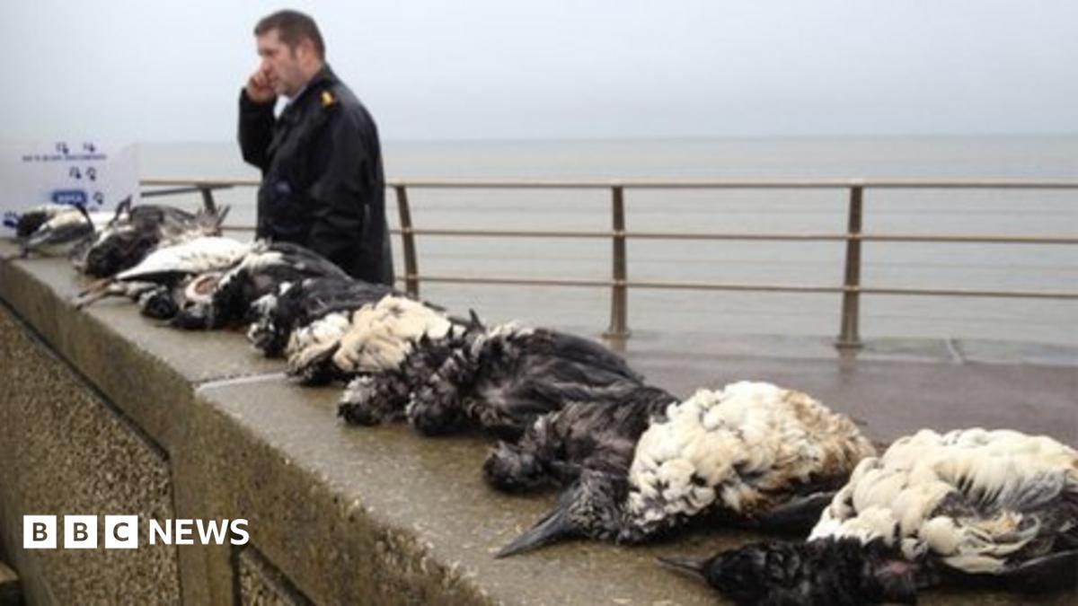 Seabird deaths: Numbers rise on Dorset coast - BBC News