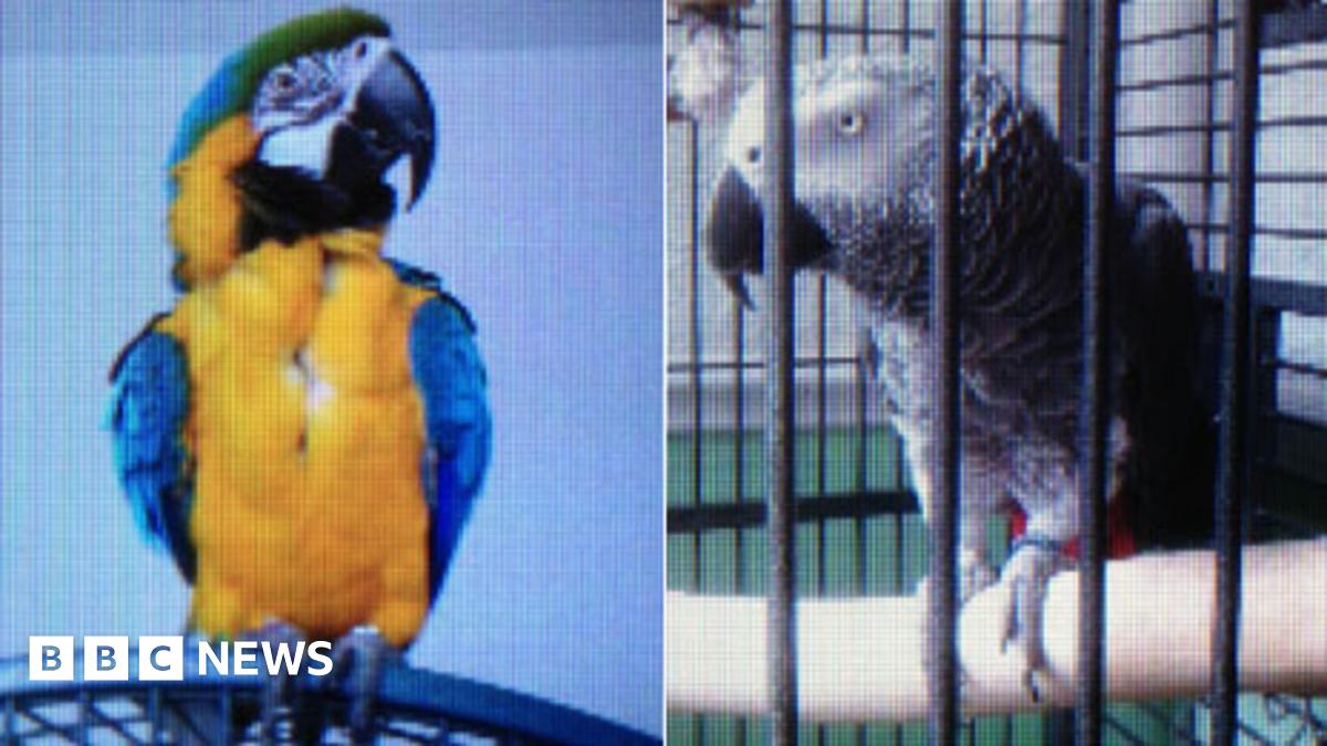 Victim 'devastated' over Oldham parrots theft - BBC News