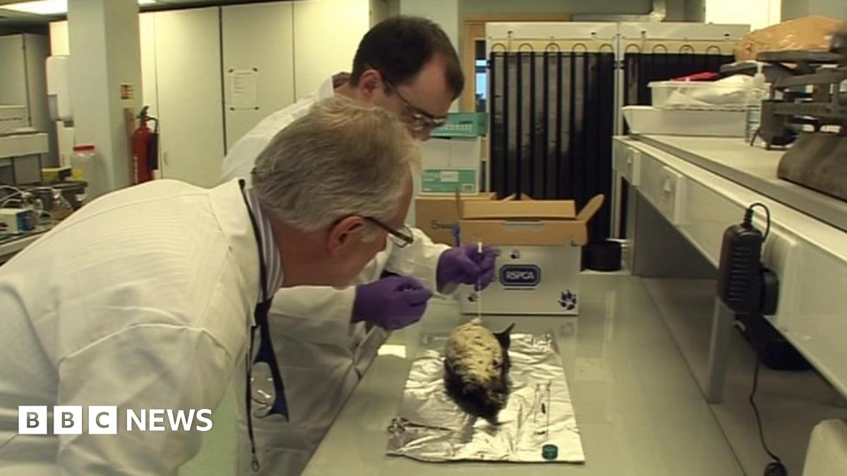 Richard Drax MP to question government over bird pollutant - BBC News