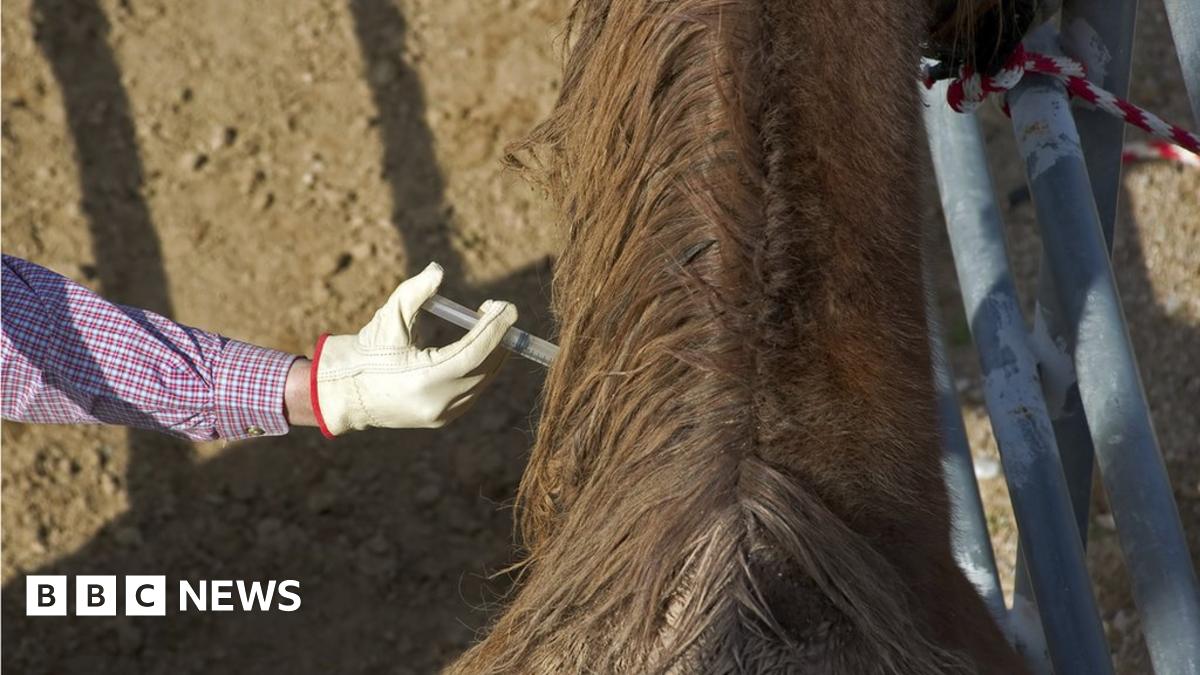 UK vets have 'repeatedly raised concerns' over bute in food - BBC News