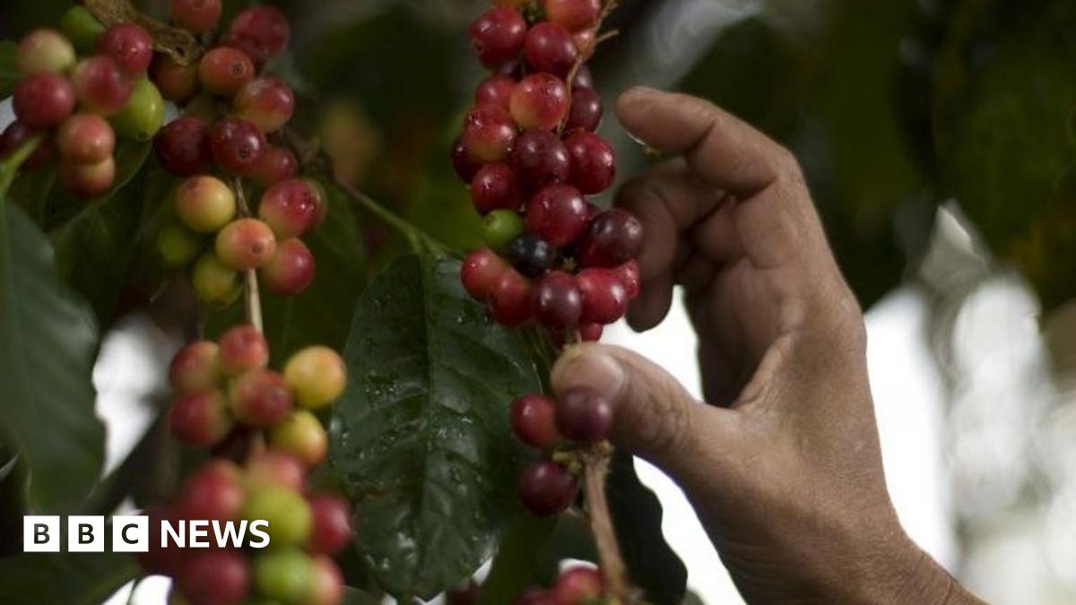 Guatemala's coffee rust 'emergency' devastates crops - BBC News